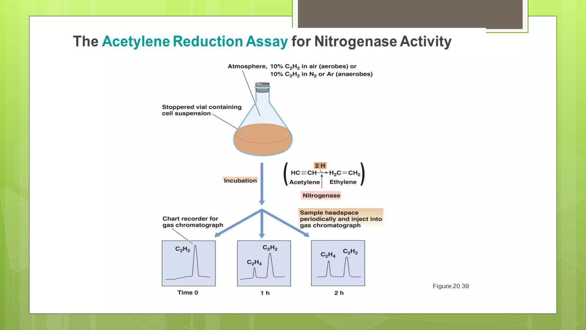 Biological Nitrogen Fixation | PPTX