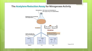 Biological Nitrogen Fixation | PPTX