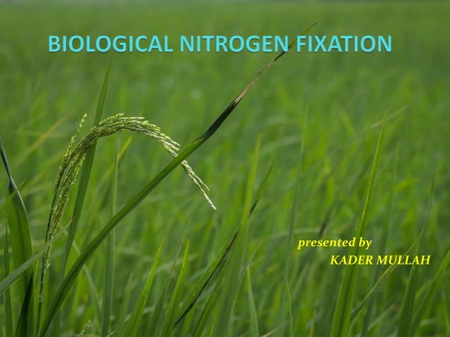 Biological nitrogen fixation by kader mullah | PPT