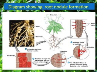 Biological nitrogen fixation by kader mullah | PPTX
