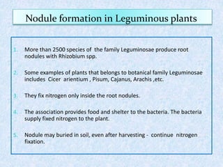 Biological nitrogen fixation by kader mullah | PPTX | Gardening | Home ...