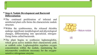 Biological nitrogen fixation in plants.pptx