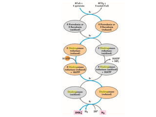 Biological Nitrogen Fixation, NODULE FORMATION, NITROGENASE.ppt