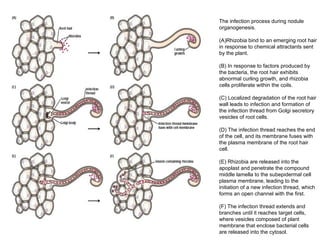 Biological Nitrogen Fixation, NODULE FORMATION, NITROGENASE.ppt