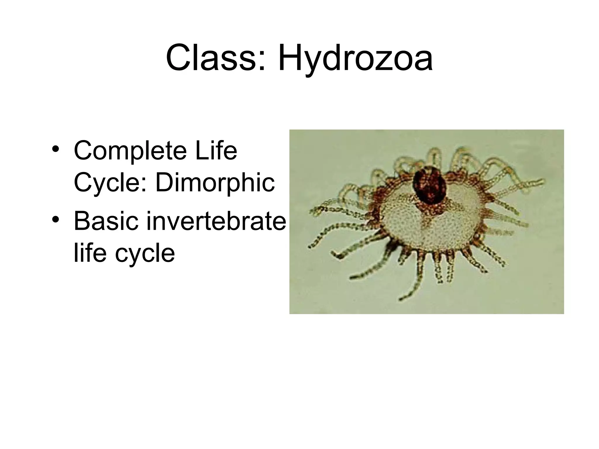Marine Science - Biological Ocean | PPT