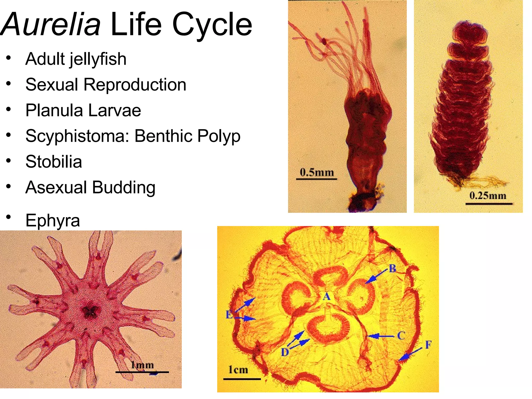 Marine Science - Biological Ocean | PPT