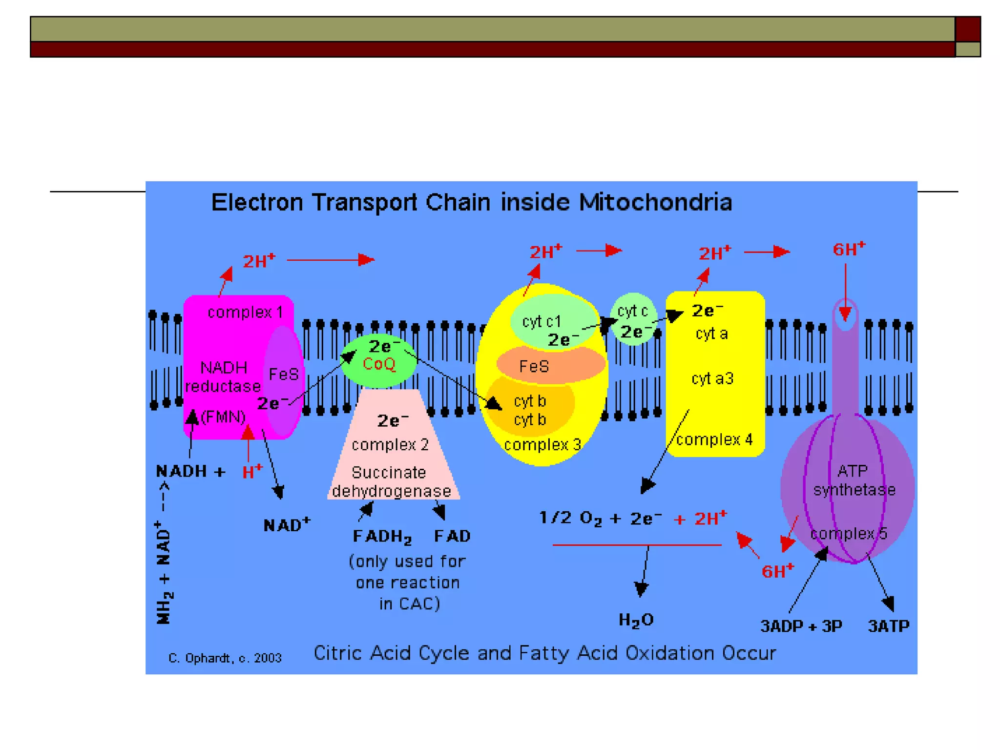Biological oxidation | PPT