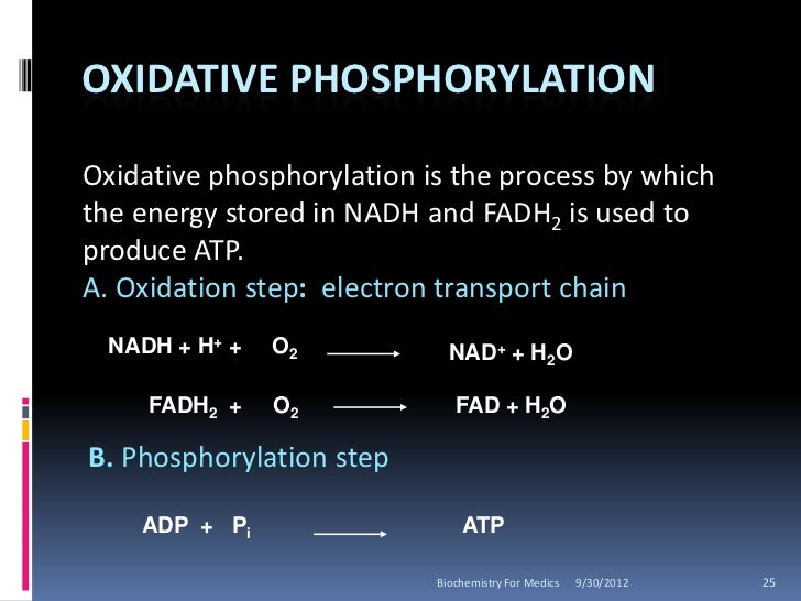 Biological oxidation and oxidative phosphorylation