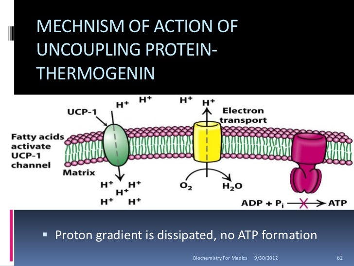 Thermogenin - Alchetron, The Free Social Encyclopedia