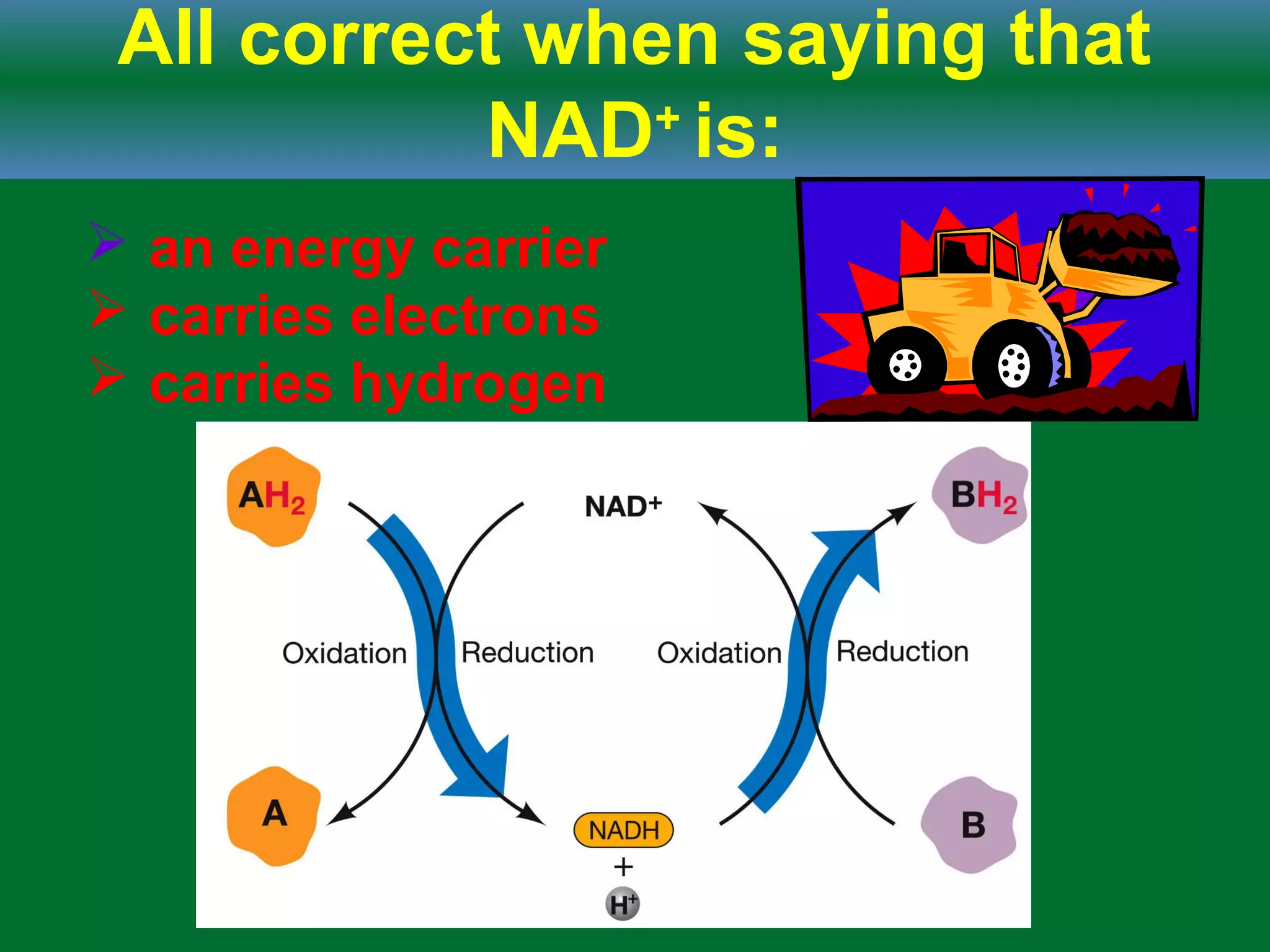 Biological oxidation | PPT