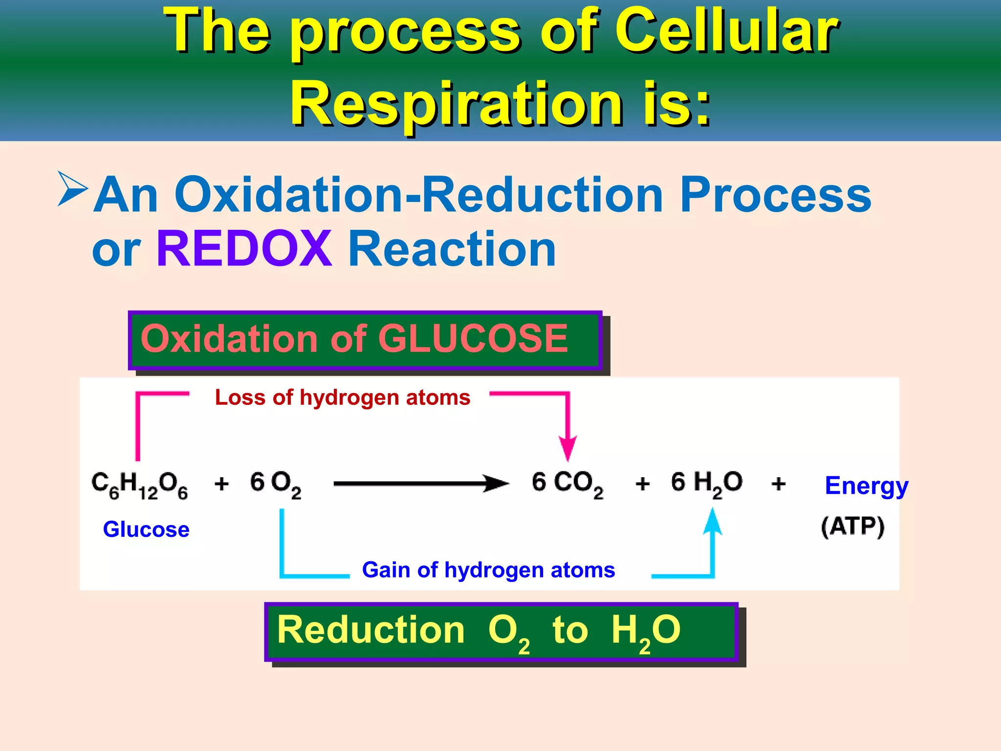 Biological oxidation | PPT