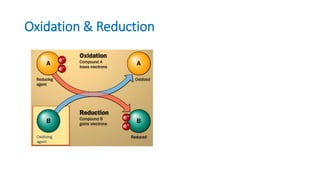 Biological oxidation and Electron Transport Chain - with YouTube video ...
