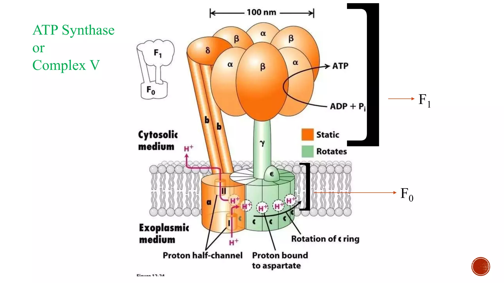 Biological oxidation | PPTX
