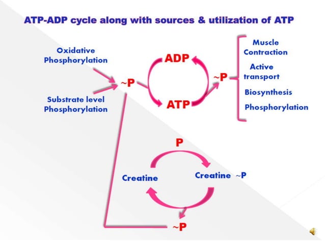 Biological oxidation of ATP synthesis | PPTX