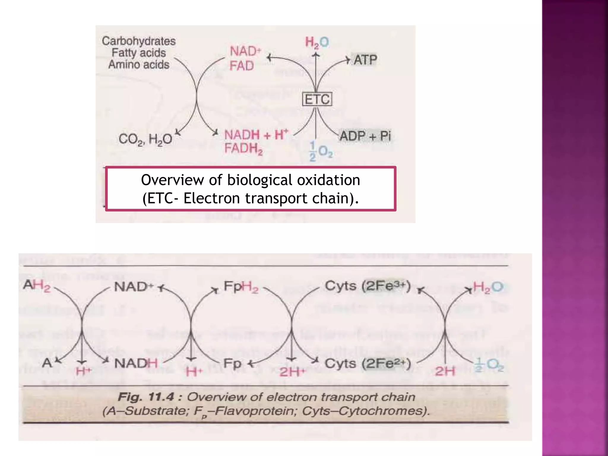 Biological oxidation | PPTX | Chemistry | Science