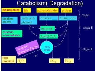 Biological oxidation | PPTX