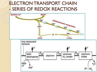 Biological oxidation | PDF