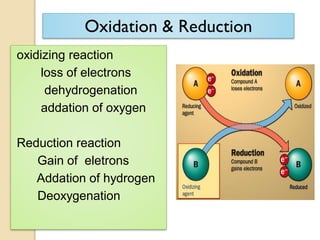 Biological oxidation | PDF