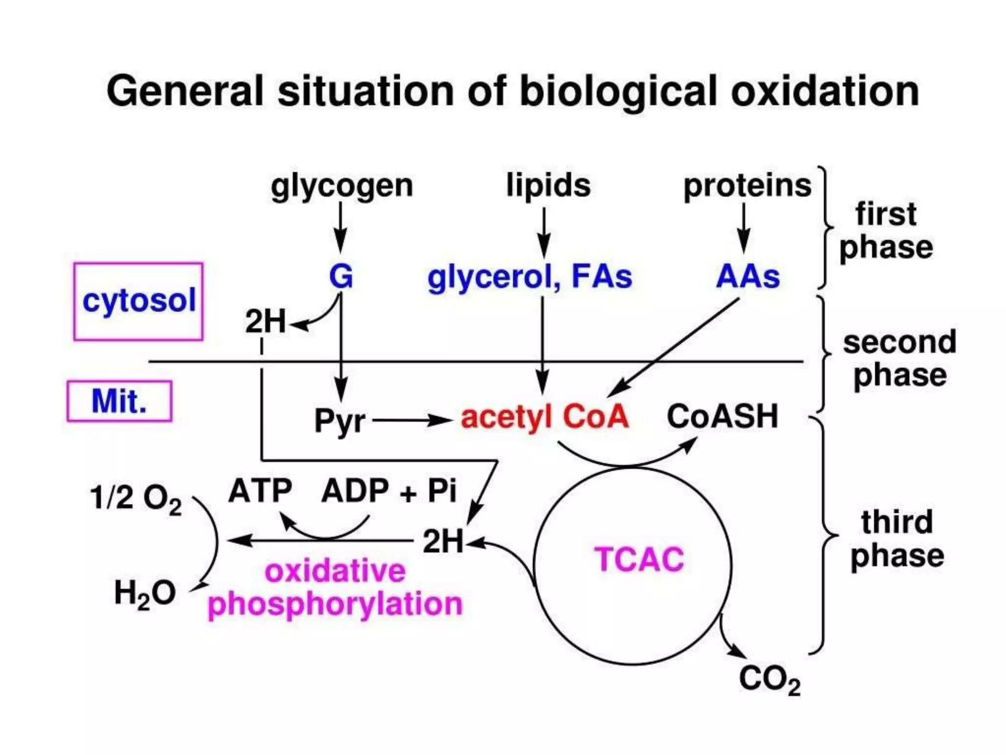 Biological oxidation.pptx