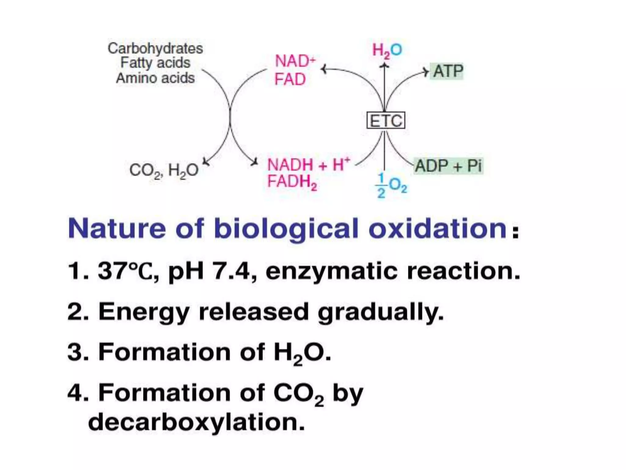 Biological oxidation.pptx