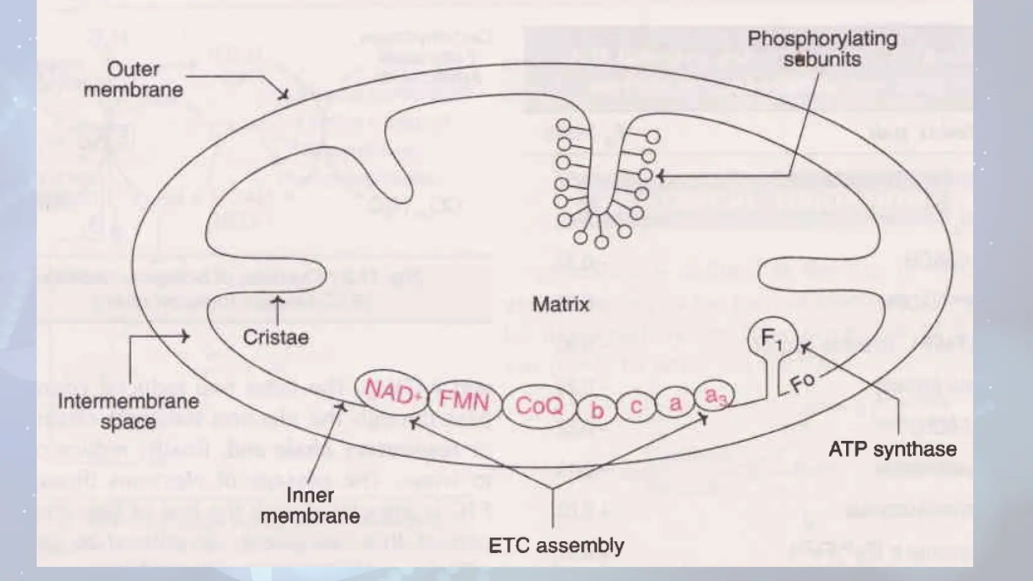 Biological Oxidation and Electron Transport Chain | PPTX