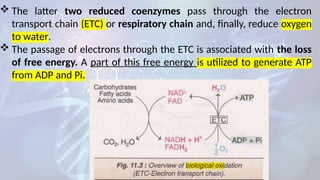 Biological Oxidation and Electron Transport Chain | PPTX