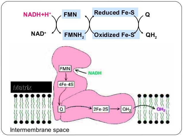 Biological oxidation -3