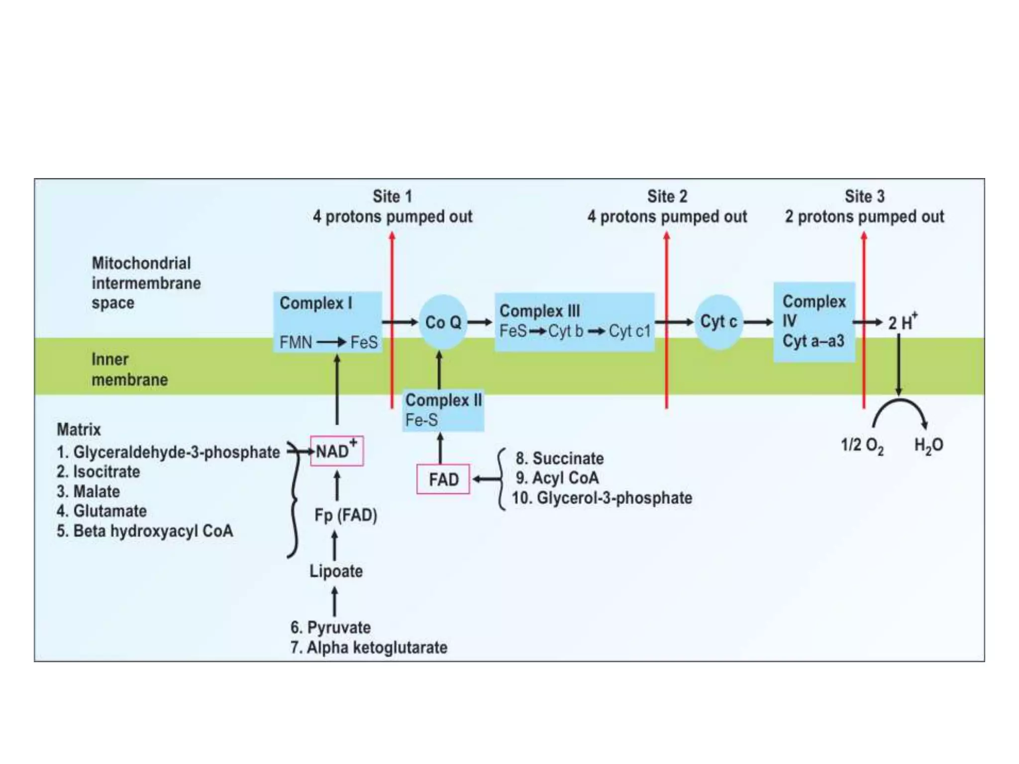 Biological oxidation and Electron transport chain (ETC).pptx