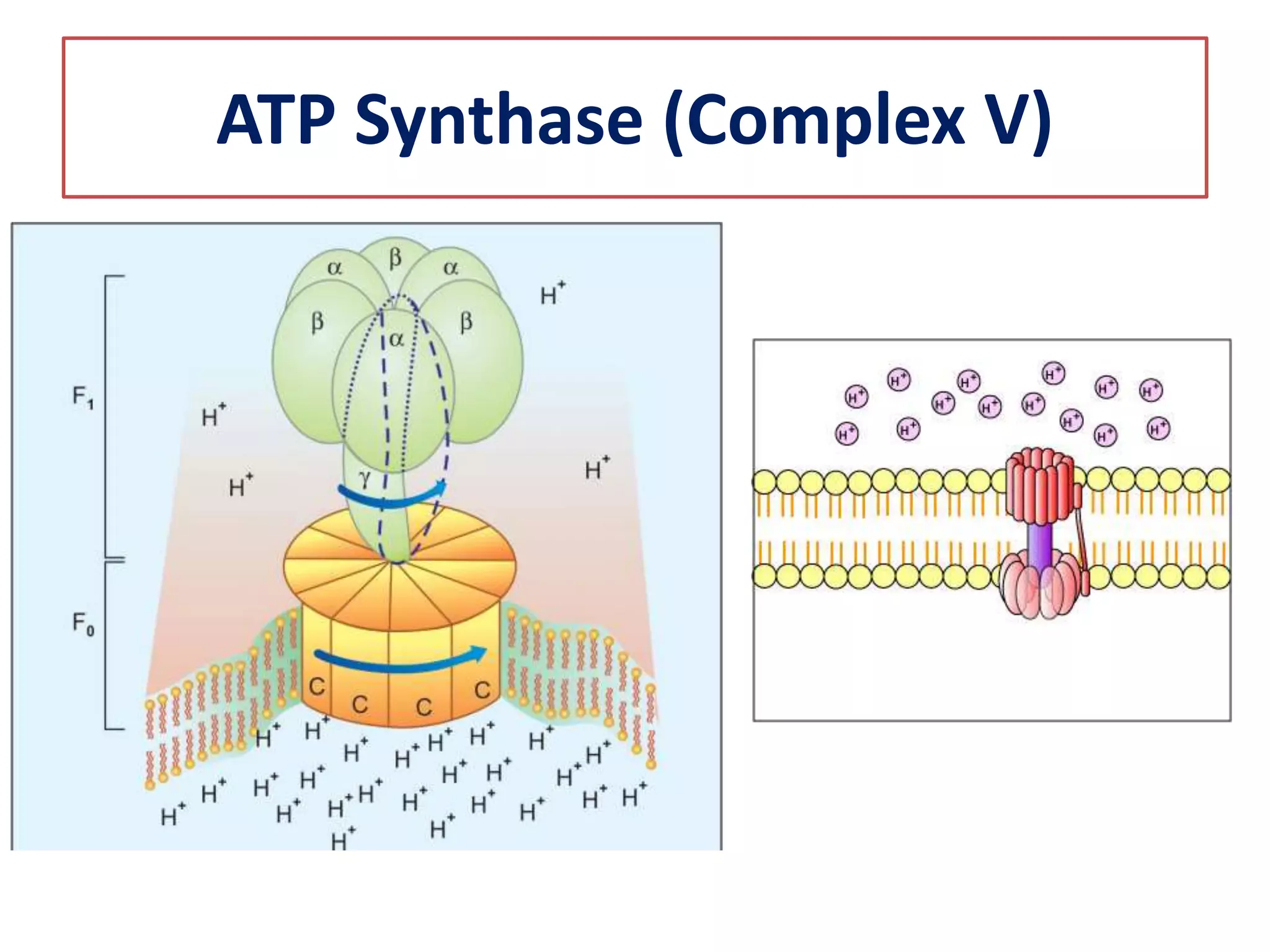 Biological oxidation and Electron transport chain (ETC).pptx