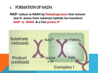 Biological oxidation and reduction | PPTX
