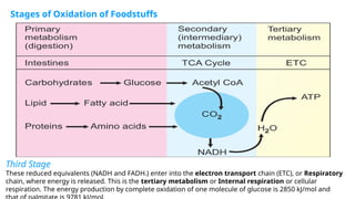 Biological oxidation And ETC by BNP.pptx