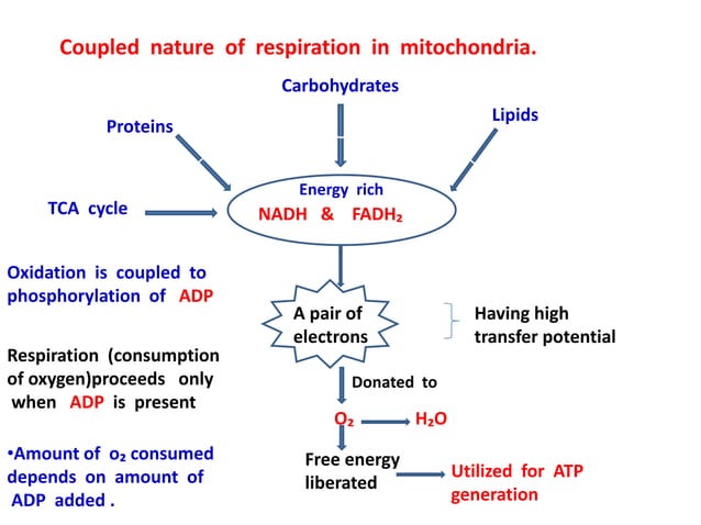 Biological oxidation i | PPTX | Chemistry | Science