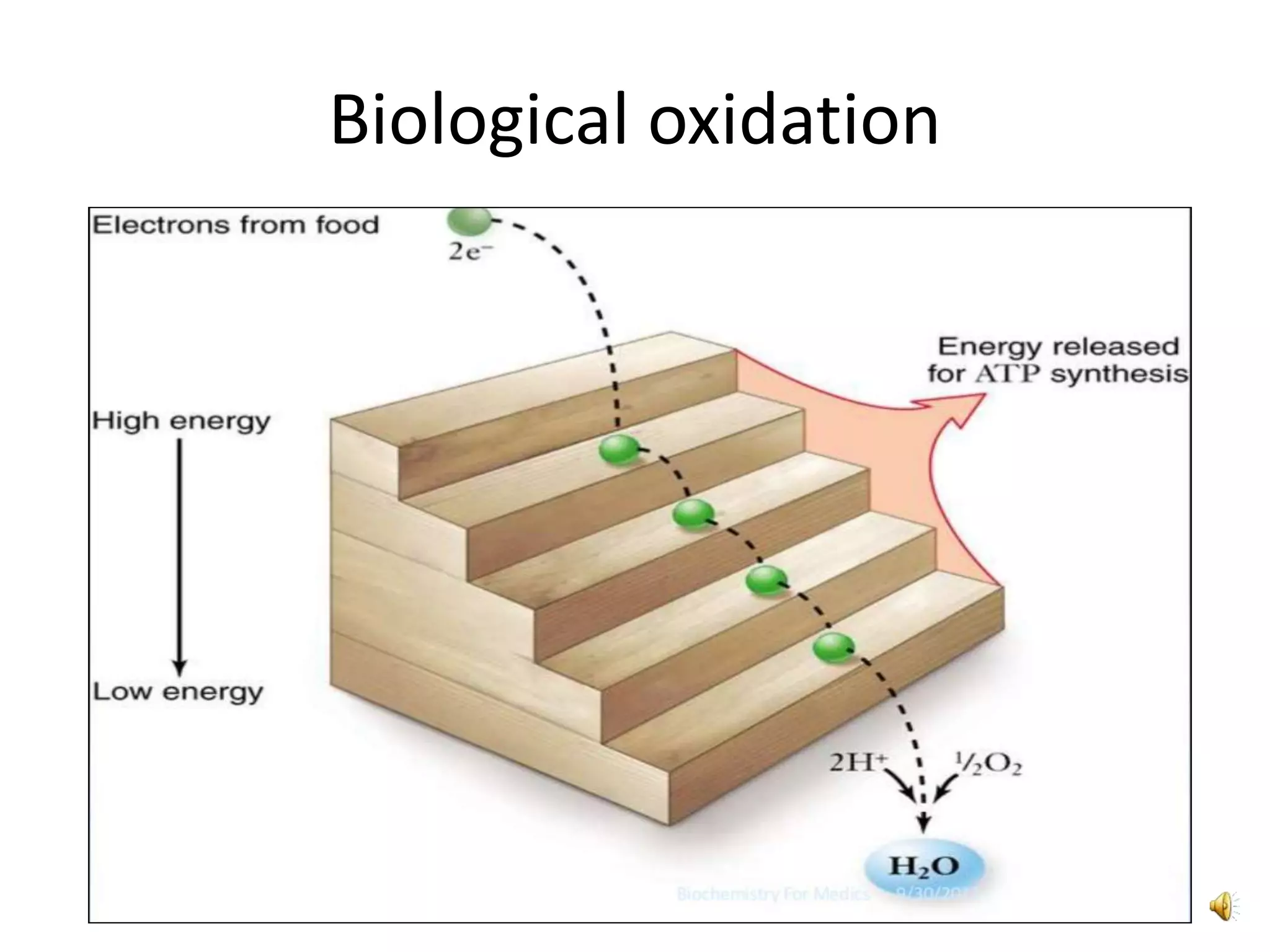 Biological oxidation of ATP synthesis - Part II | PPT