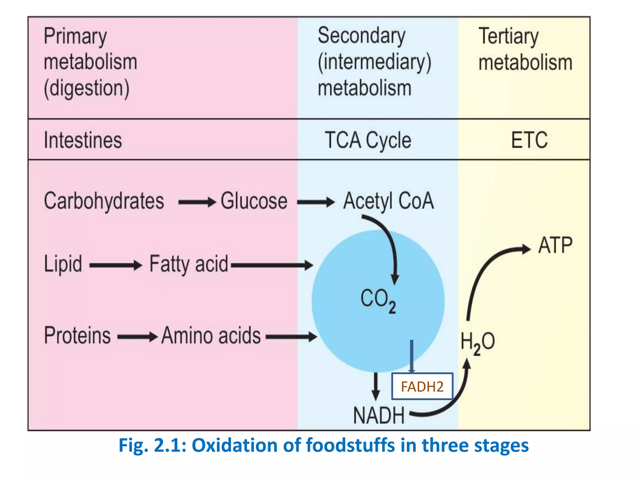 Biological oxidation L1 | PPT