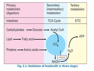 Biological oxidation L1 | PPT