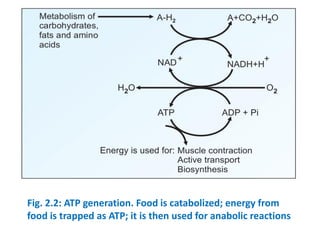 Biological oxidation L1 | PPT