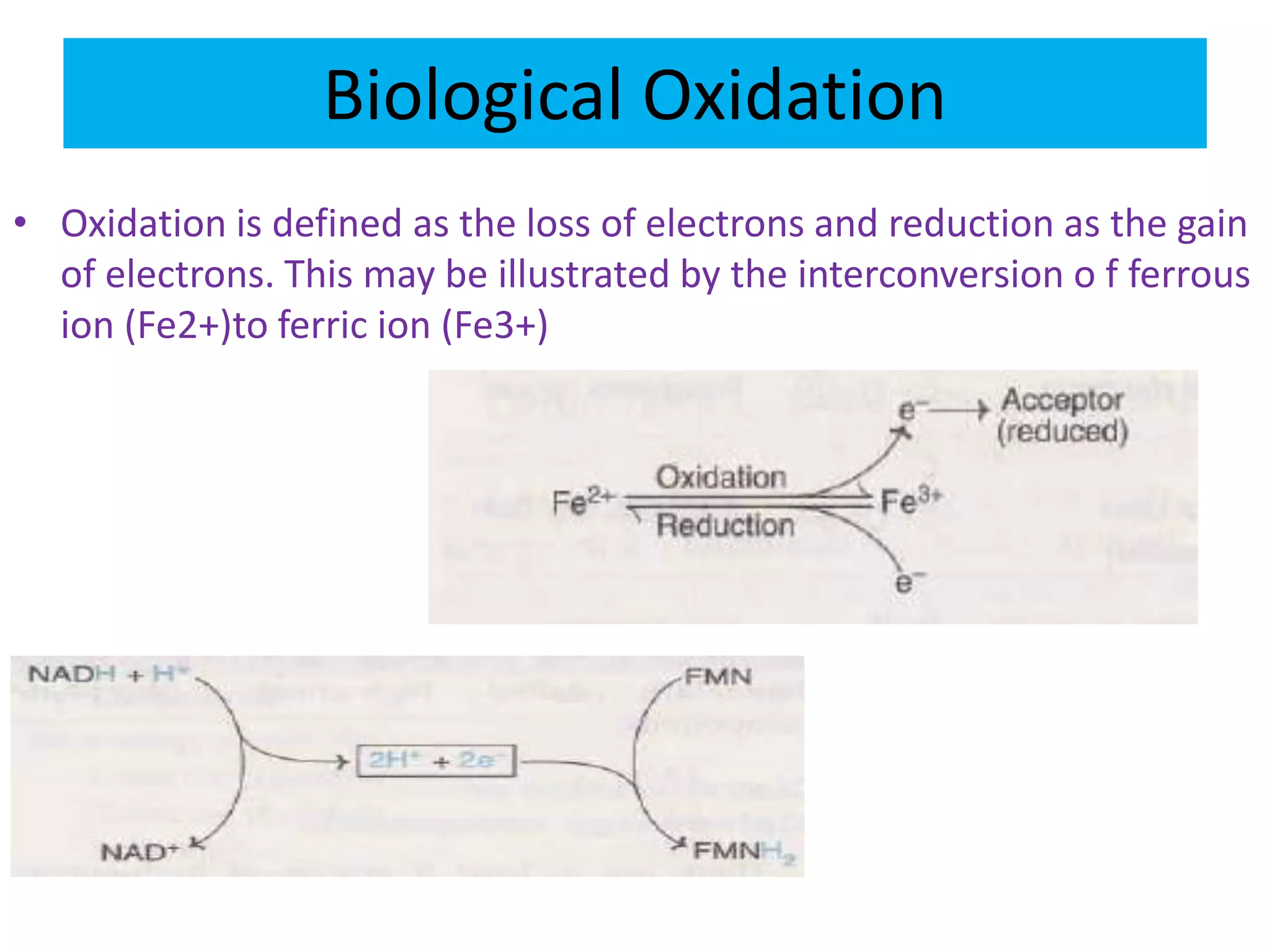 Biological oxidation L2 | PPT