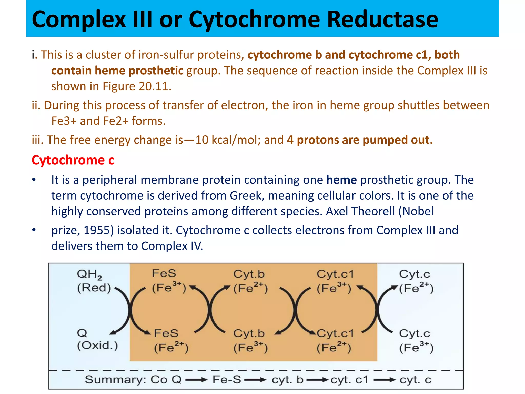 BIOLOGICAL OXIDATION L3 | PPT