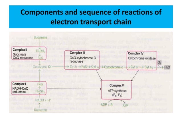 BIOLOGICAL OXIDATION L3 | PPT