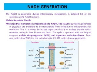 BIOLOGICAL OXIDATION L3 | PPT