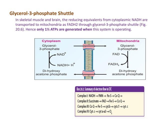 BIOLOGICAL OXIDATION L3 | PPT