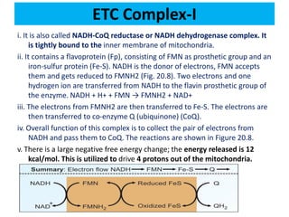 BIOLOGICAL OXIDATION L3 | PPT