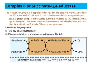 BIOLOGICAL OXIDATION L3 | PDF