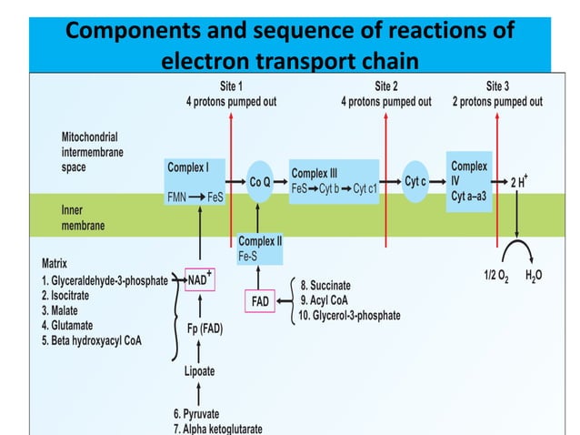 BIOLOGICAL OXIDATION L3 | PPT