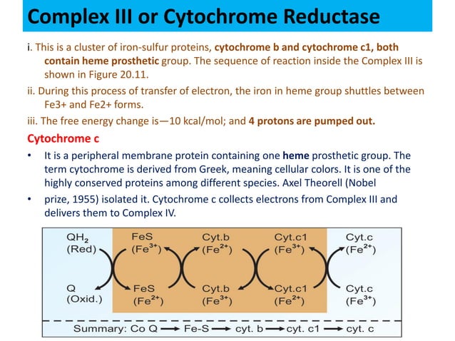 BIOLOGICAL OXIDATION L3 | PPT