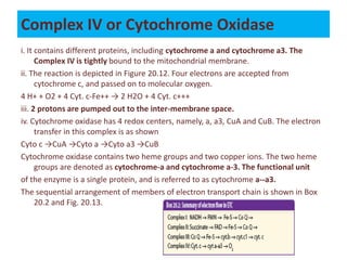 BIOLOGICAL OXIDATION L3 | PPT