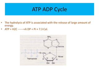 BIOLOGICAL OXIDATION L3 | PDF