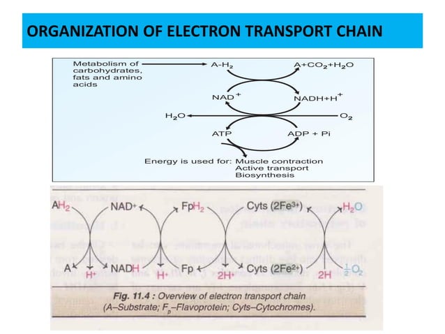 BIOLOGICAL OXIDATION L3 | PPT