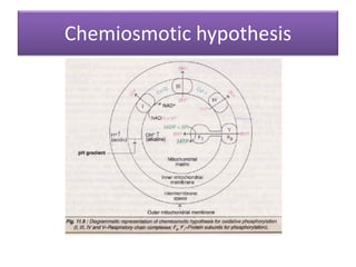 Biological oxidation L5 (oxidative phosphorylation) pdf | PPT