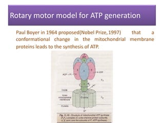 Biological oxidation L5 (oxidative phosphorylation) pdf | PPT